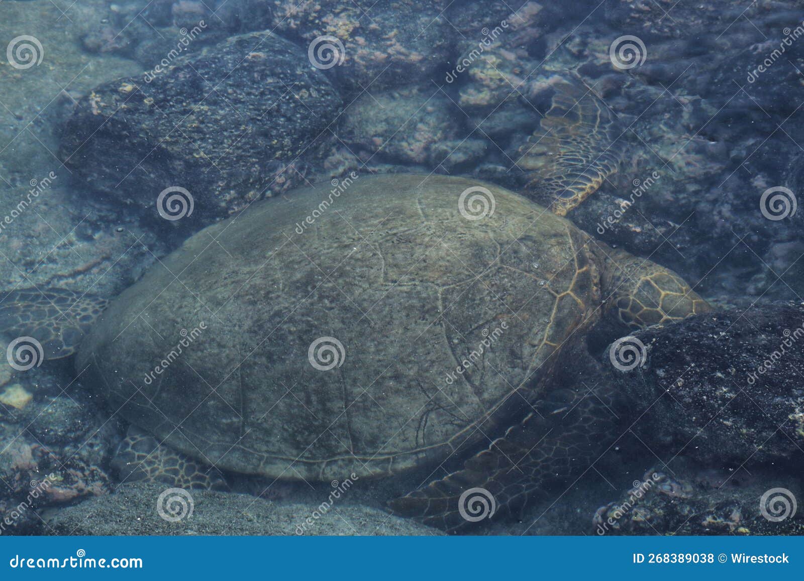 Beautiful View of Turtle Underwater Stock Photo - Image of wildlife ...