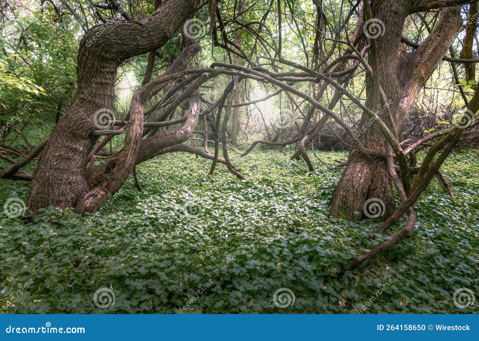 Beautiful View of Twin Trees in the Woodland. Stock Photo - Image of ...