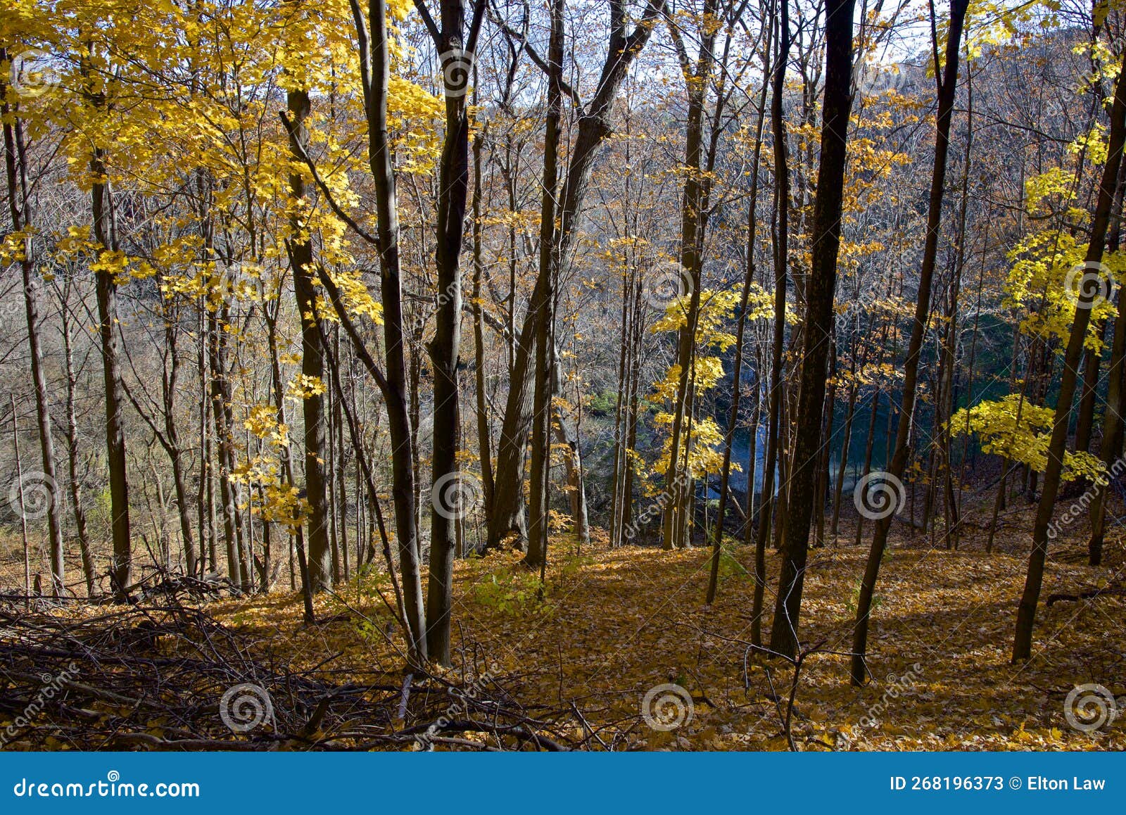 Beautiful View of the Valley of Maple Trees in Autumn Stock Image ...