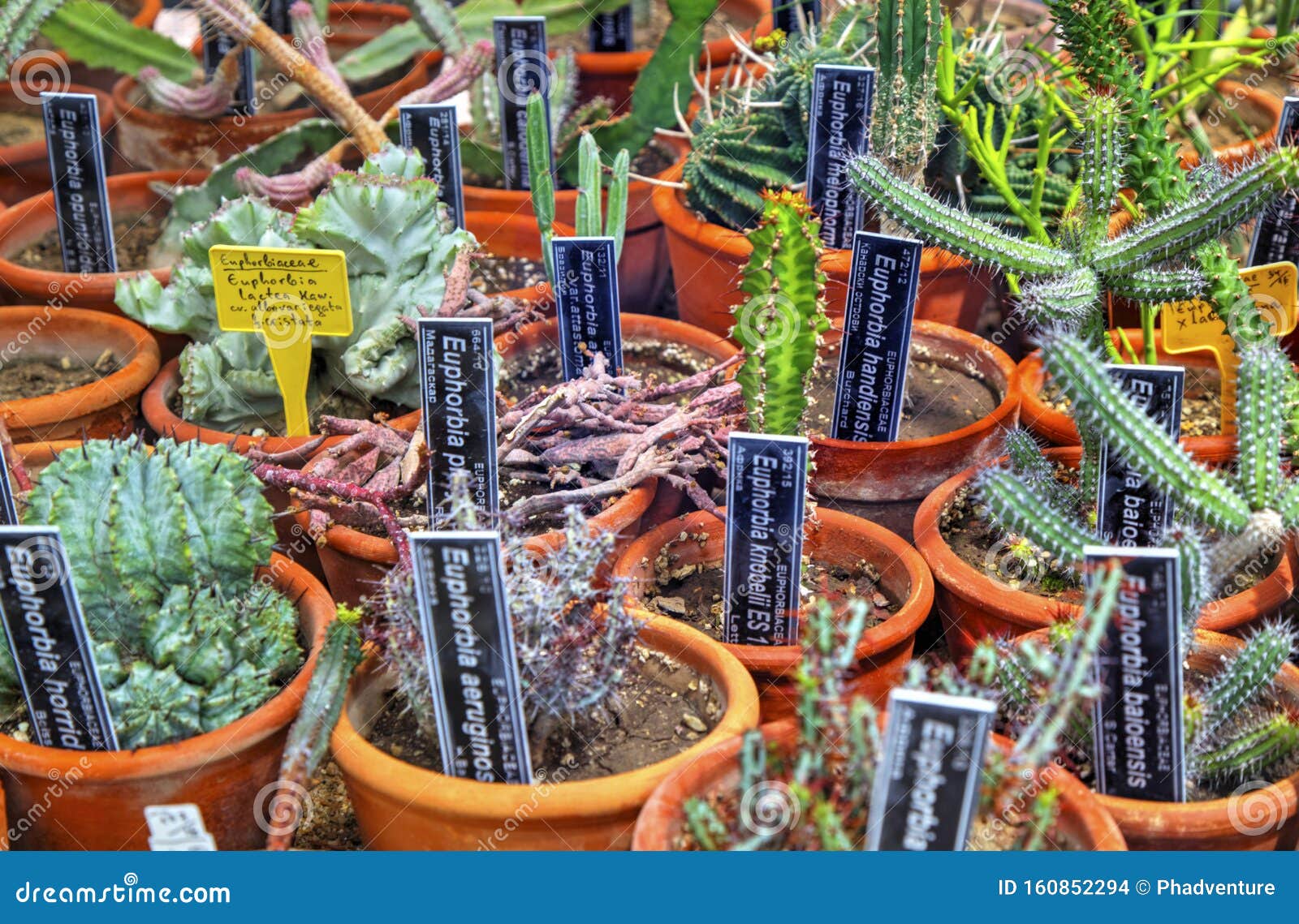 Variety Of Cactus Plants In Pots And Labels With Their Names Stock