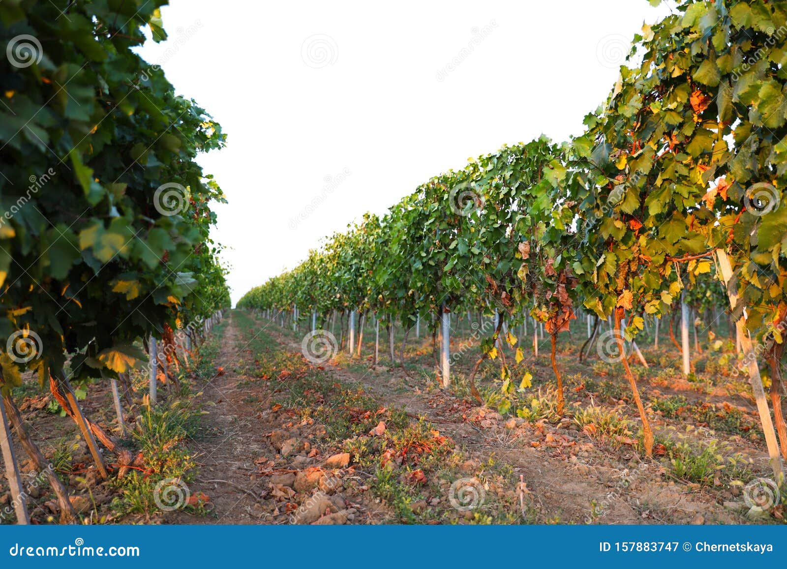 Beautiful View of Vineyard Rows Stock Image - Image of agriculture ...