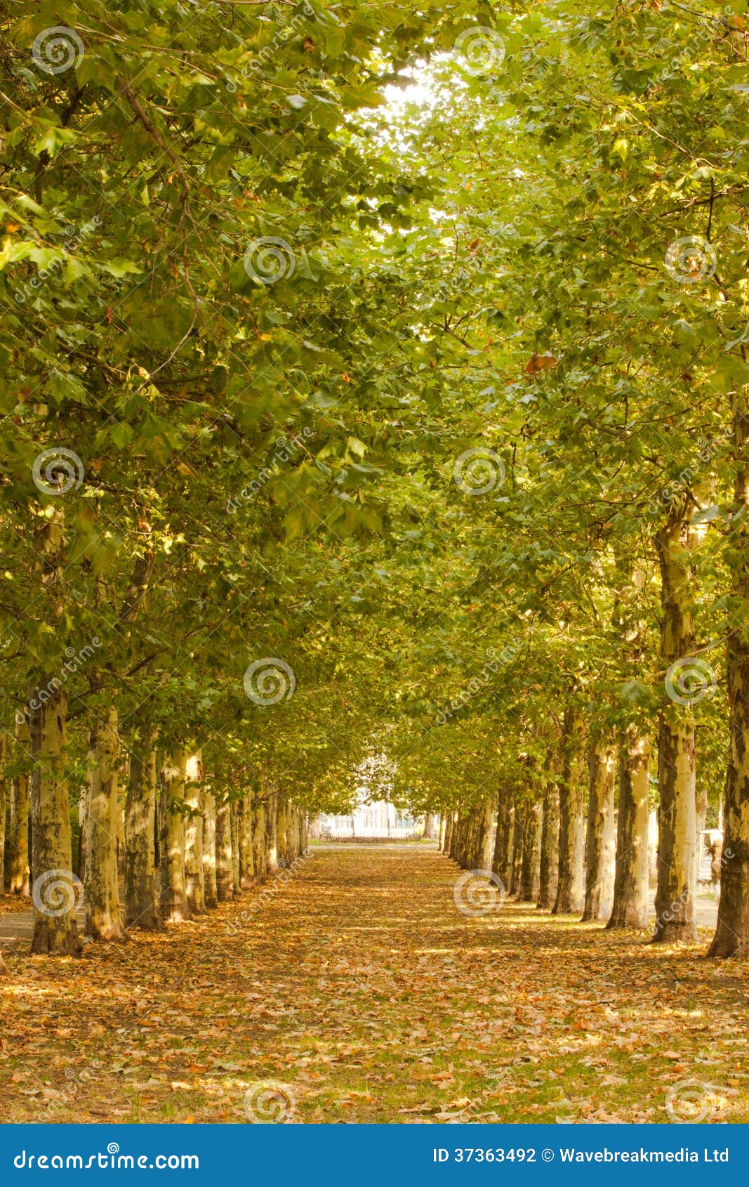 Walkway Along Lined Trees in the Park Stock Photo - Image of leaves ...