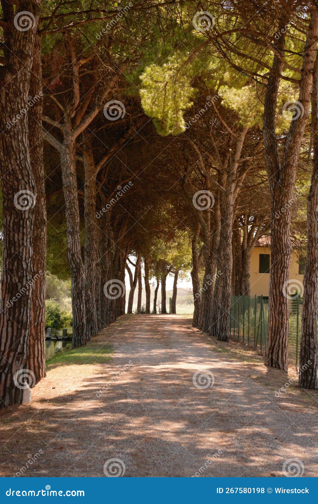 Beautiful View of a Walkway Lined with Tall Trees Stock Photo - Image ...