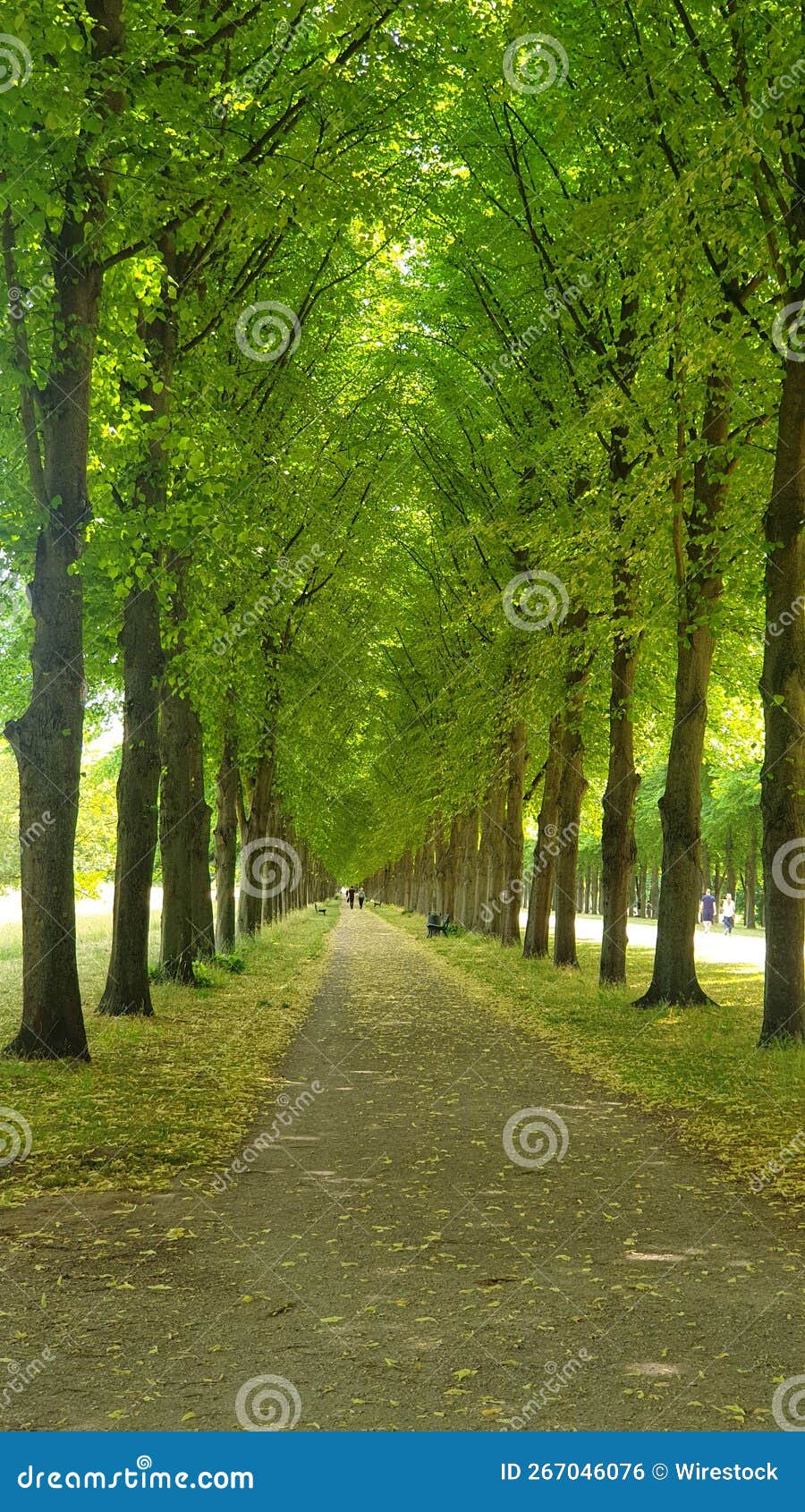 Beautiful View of a Walkway with Trees Around in the Park Stock Photo ...