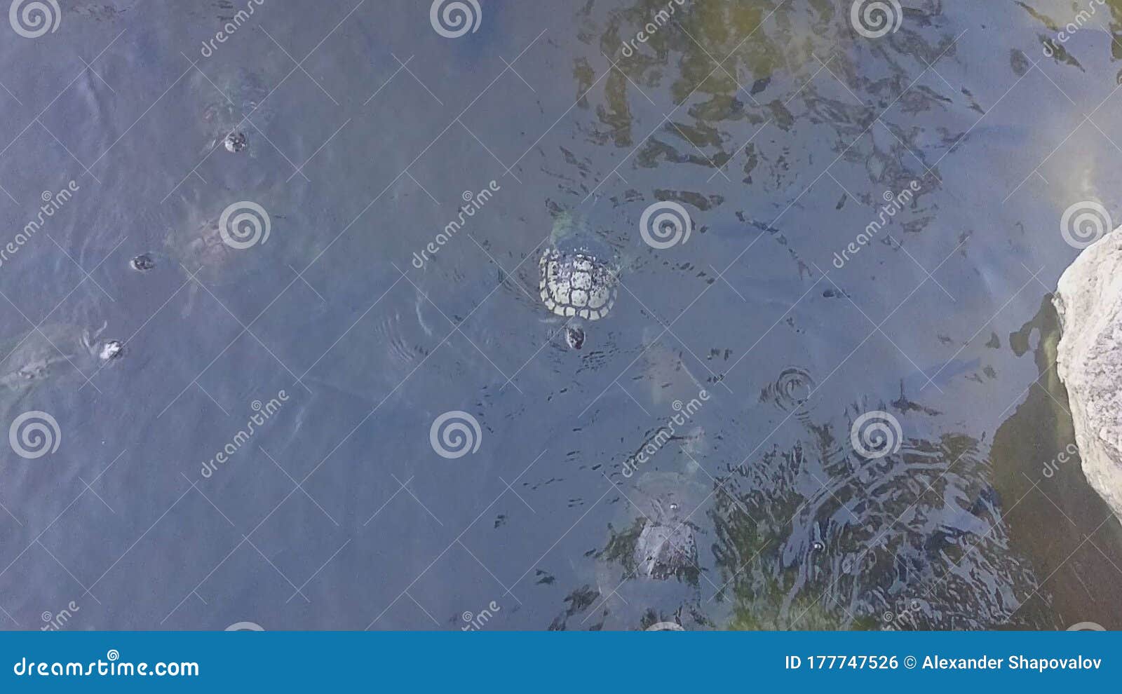 Sea Turtles From Above, Swimming On The Surface Of Wave Textured Water ...