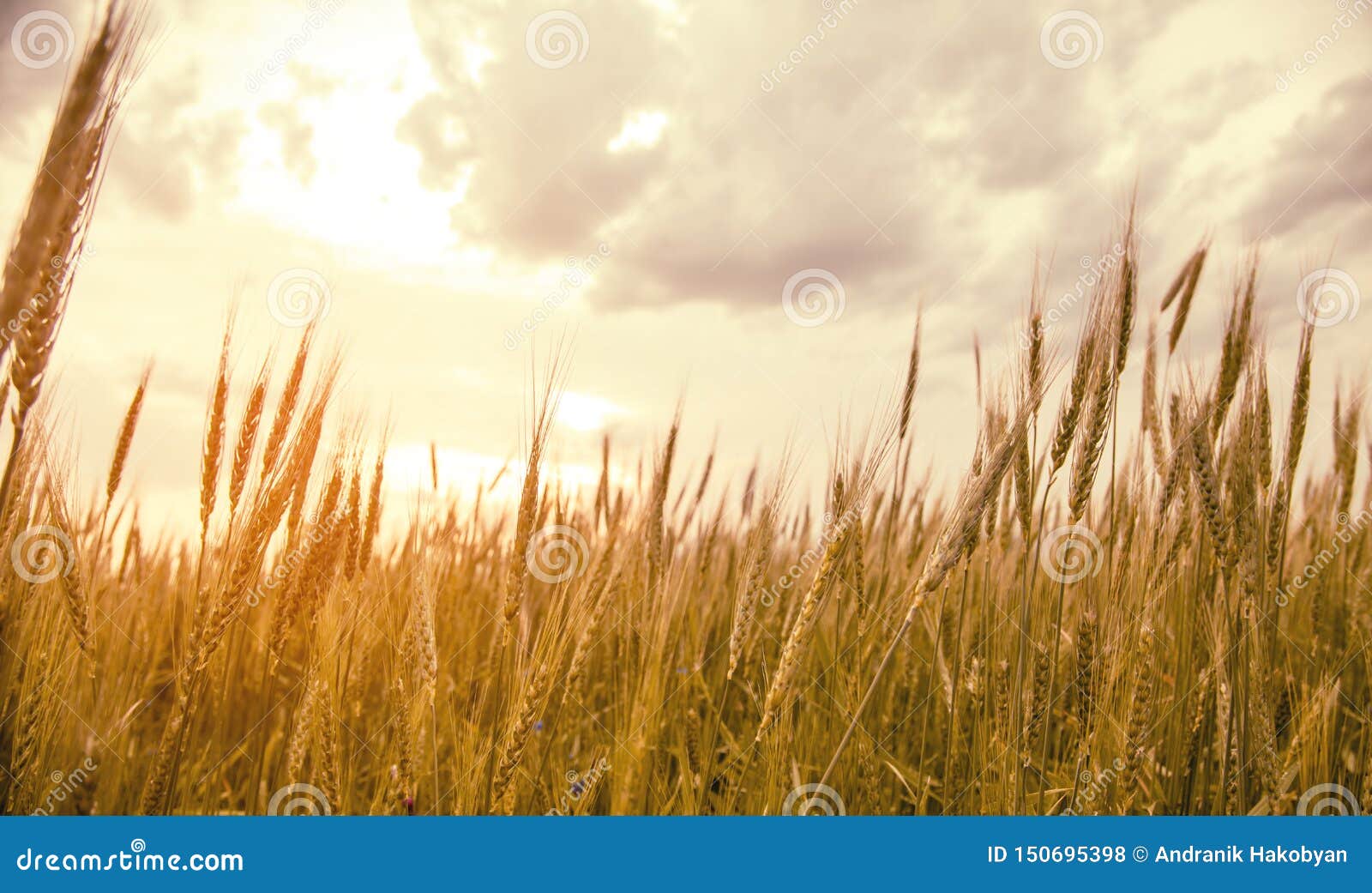 Beautiful View of Wheat Field Stock Photo - Image of nature, view ...
