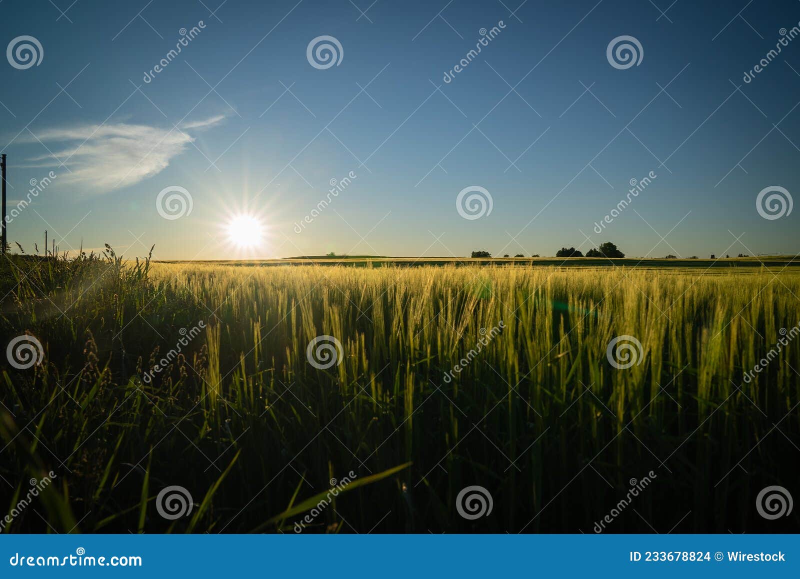Beautiful View of a Wheat Field at Sunrise Stock Photo - Image of wheat ...