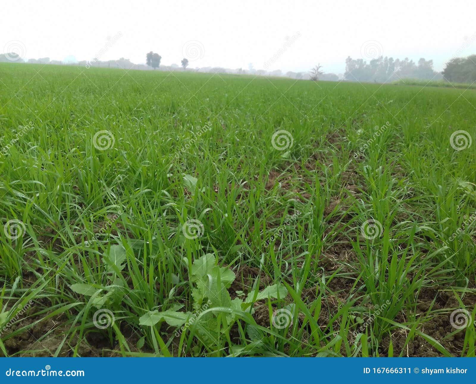 Beautiful View of Wheat Fields in India Stock Image - Image of view ...