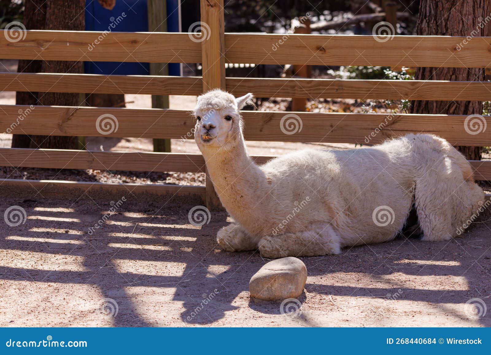 Beautiful View of a White Lama Lying on a Ground in a Zoopark Stock ...