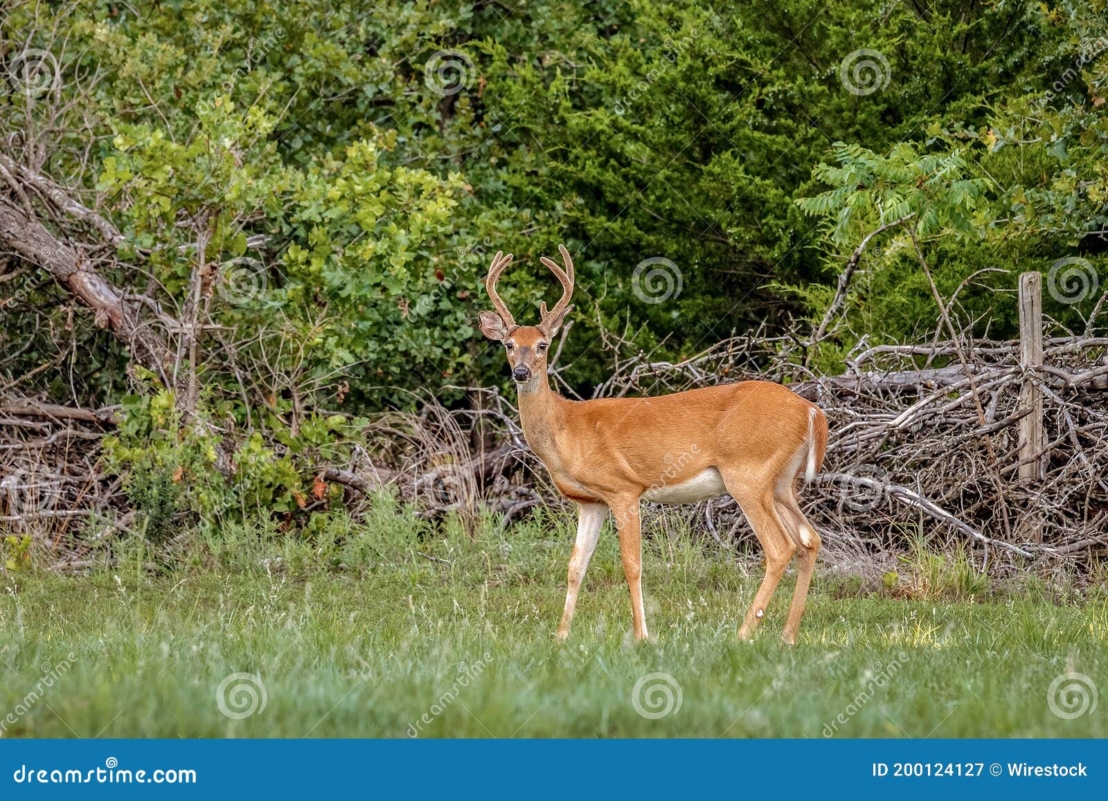 Beautiful View of a Whitetail Deer in a Field Stock Image - Image of ...