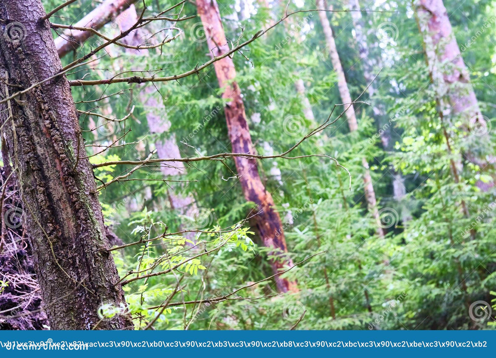 Beautiful View of the Wild Russian Forest Color Stock Photo - Image of ...
