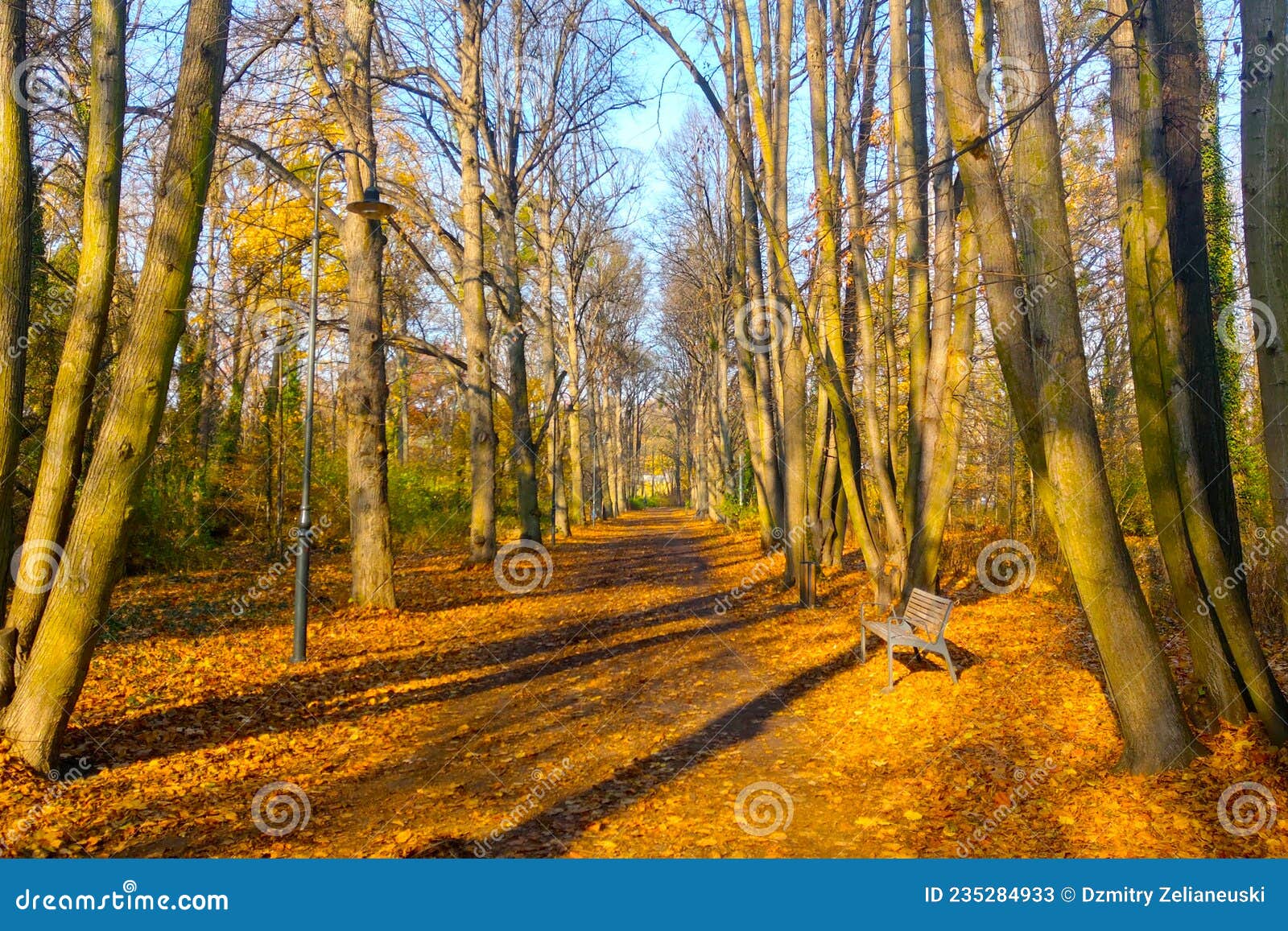 Beautiful View of the Yellow Park for a Walk in Autumn. Stock Image ...
