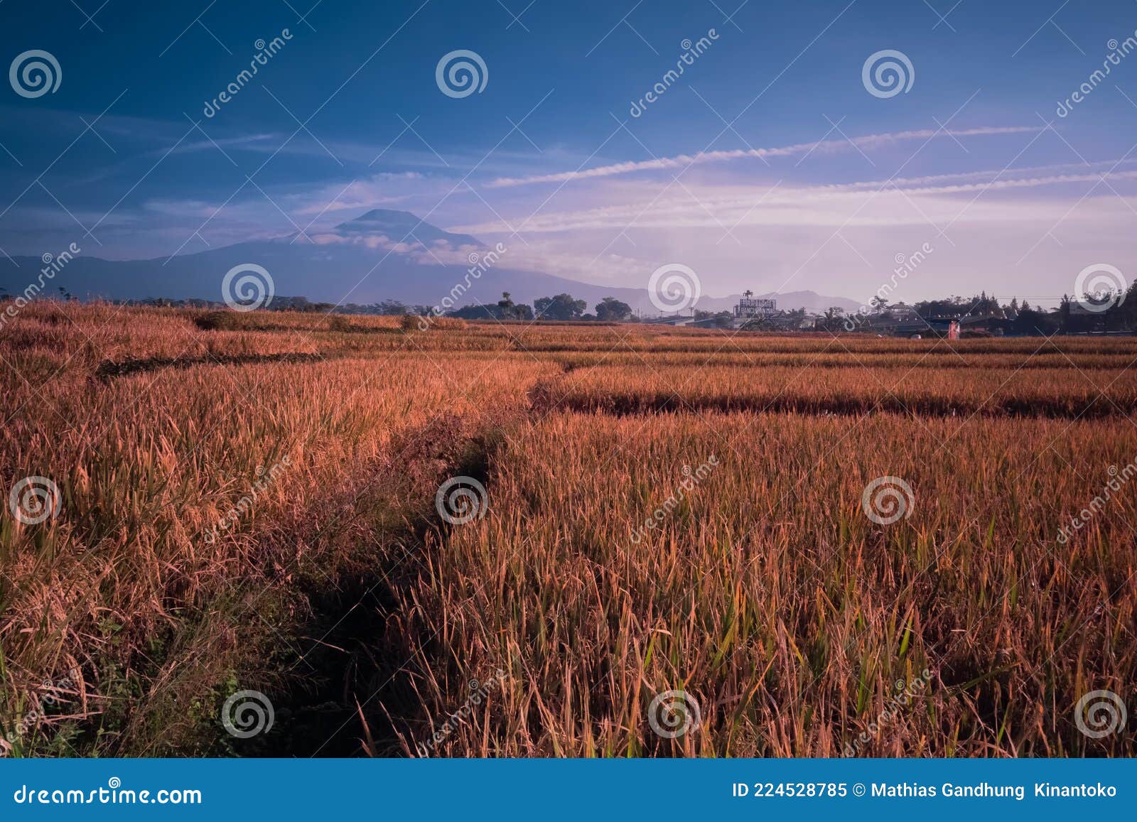 The View in the Yellow Rice Field Area Stock Image - Image of yellow ...