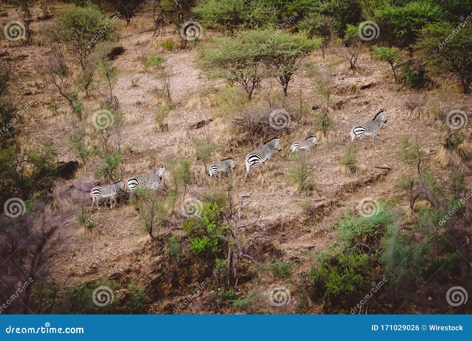 Beautiful View of Zebras Climbing a Mountain with Short Trees Stock ...