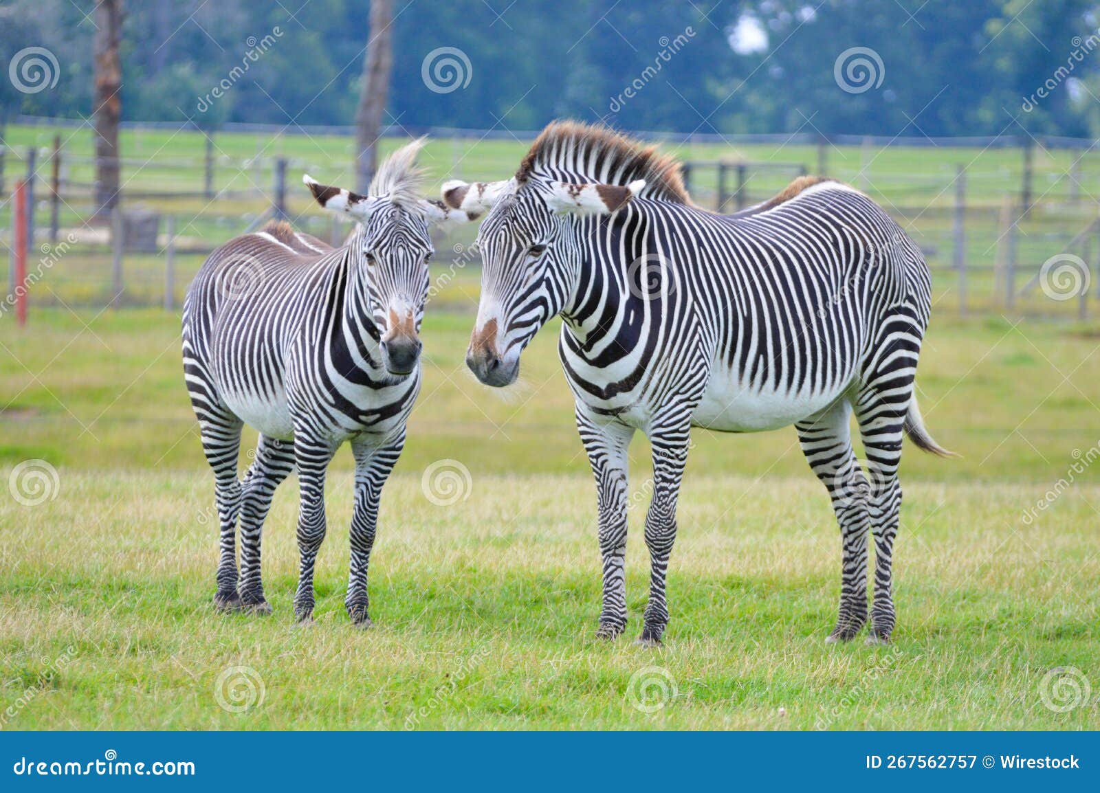 Beautiful View of Zebras at the Zoo Stock Image - Image of zebras ...