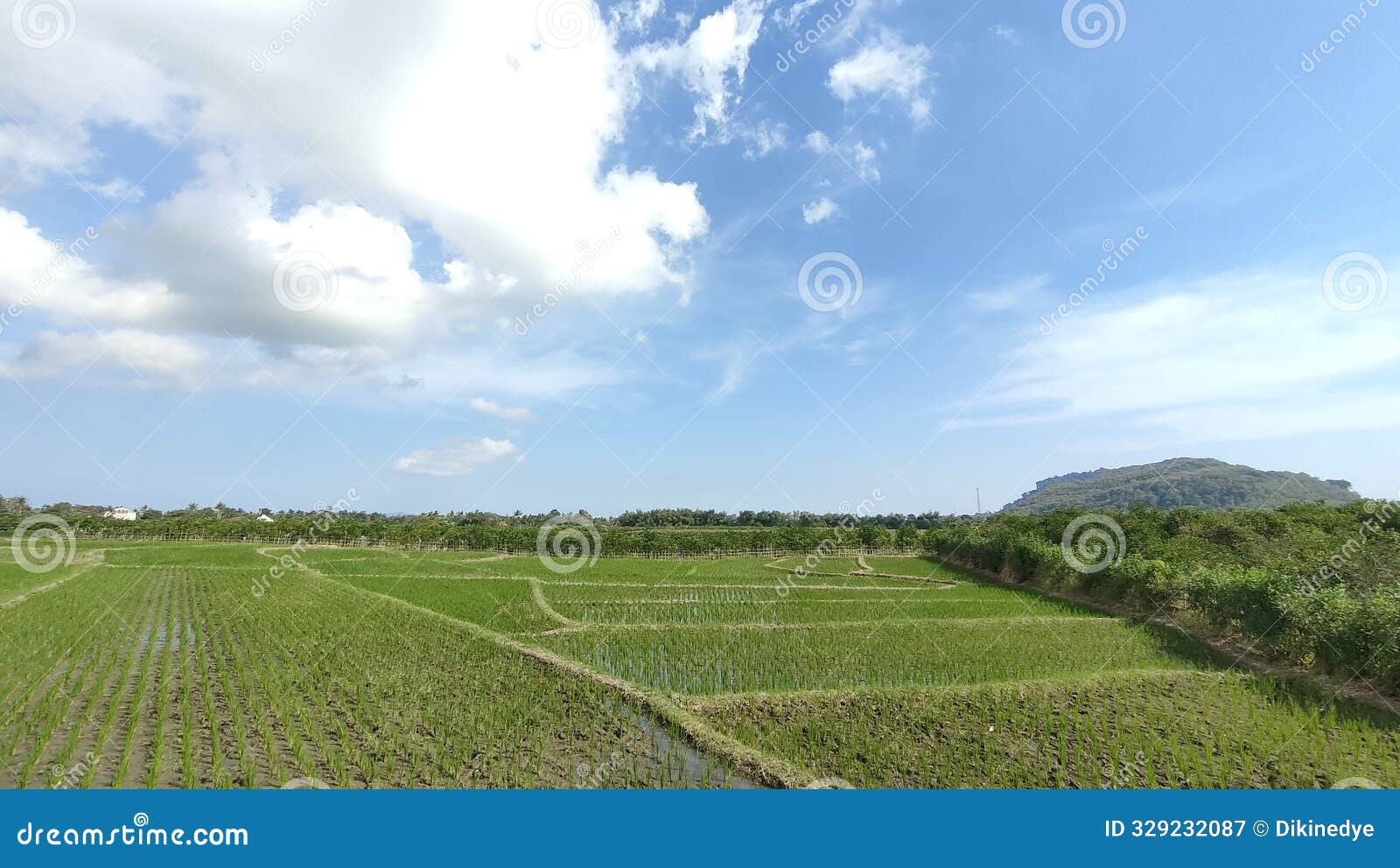 Beautiful Views of Green Indonesian Rice Fields Stock Image - Image of ...