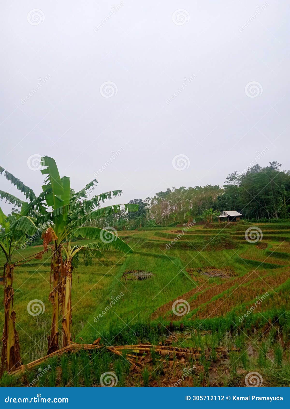 Beautiful Views of the Rice Fields in the Village and Cool Air Stock ...