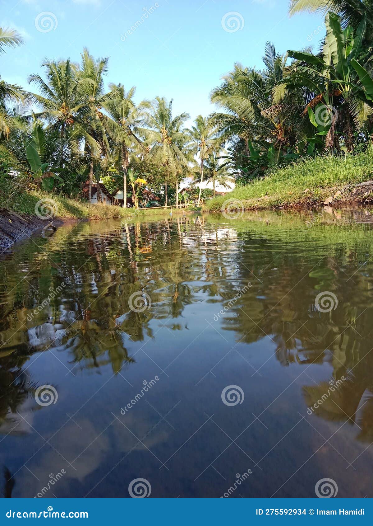 Beautiful Views of Rivers in Indonesia Surrounded by Towering Coconut ...