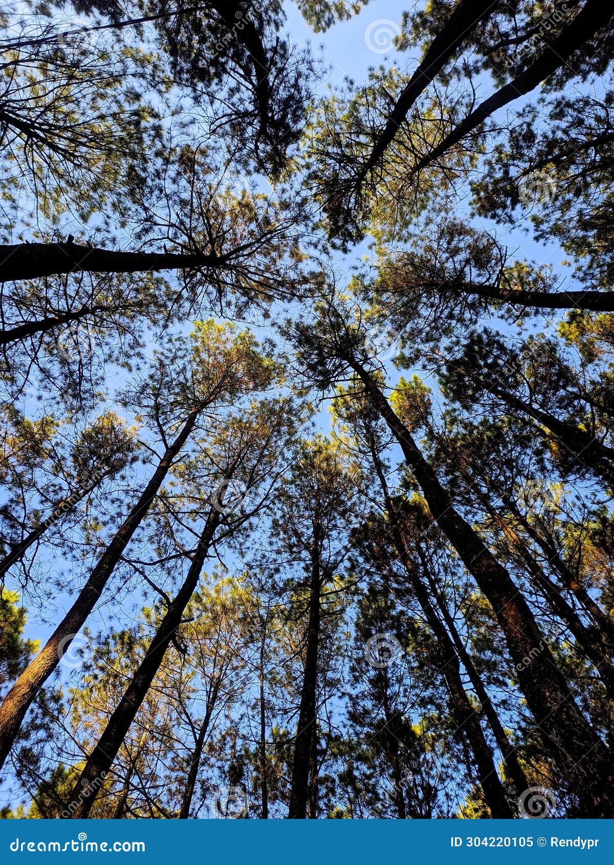 Beautiful Views of Towering Trees. Stock Image - Image of trees ...