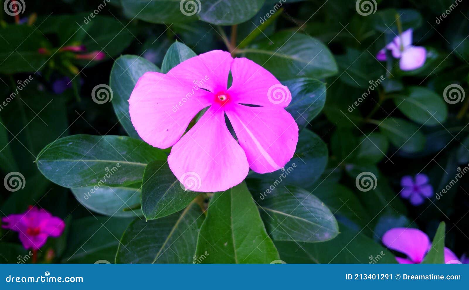 Beautiful village flower stock image. Image of flower - 213401291