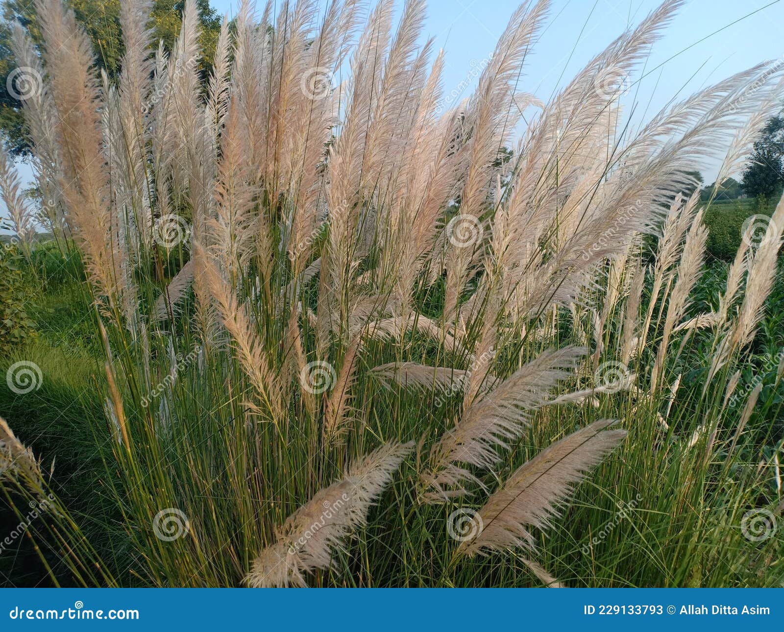 Beautiful Village Grass stock image. Image of plant - 229133793