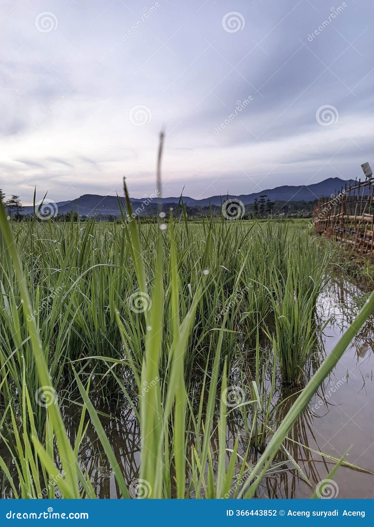 Old Village Rice Mill Stock Photo | CartoonDealer.com #30935286