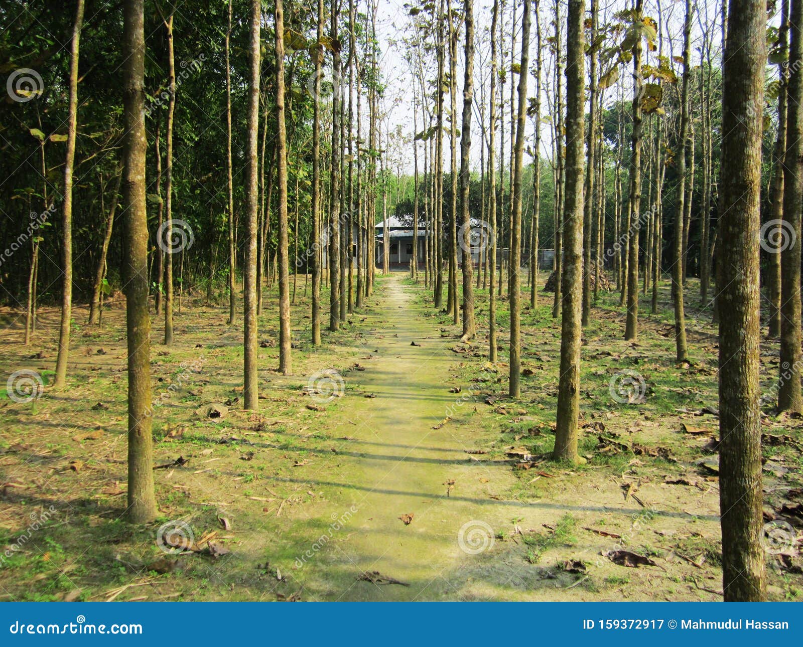 Beautiful Village Road with Lots of Trees Stock Image - Image of soil ...