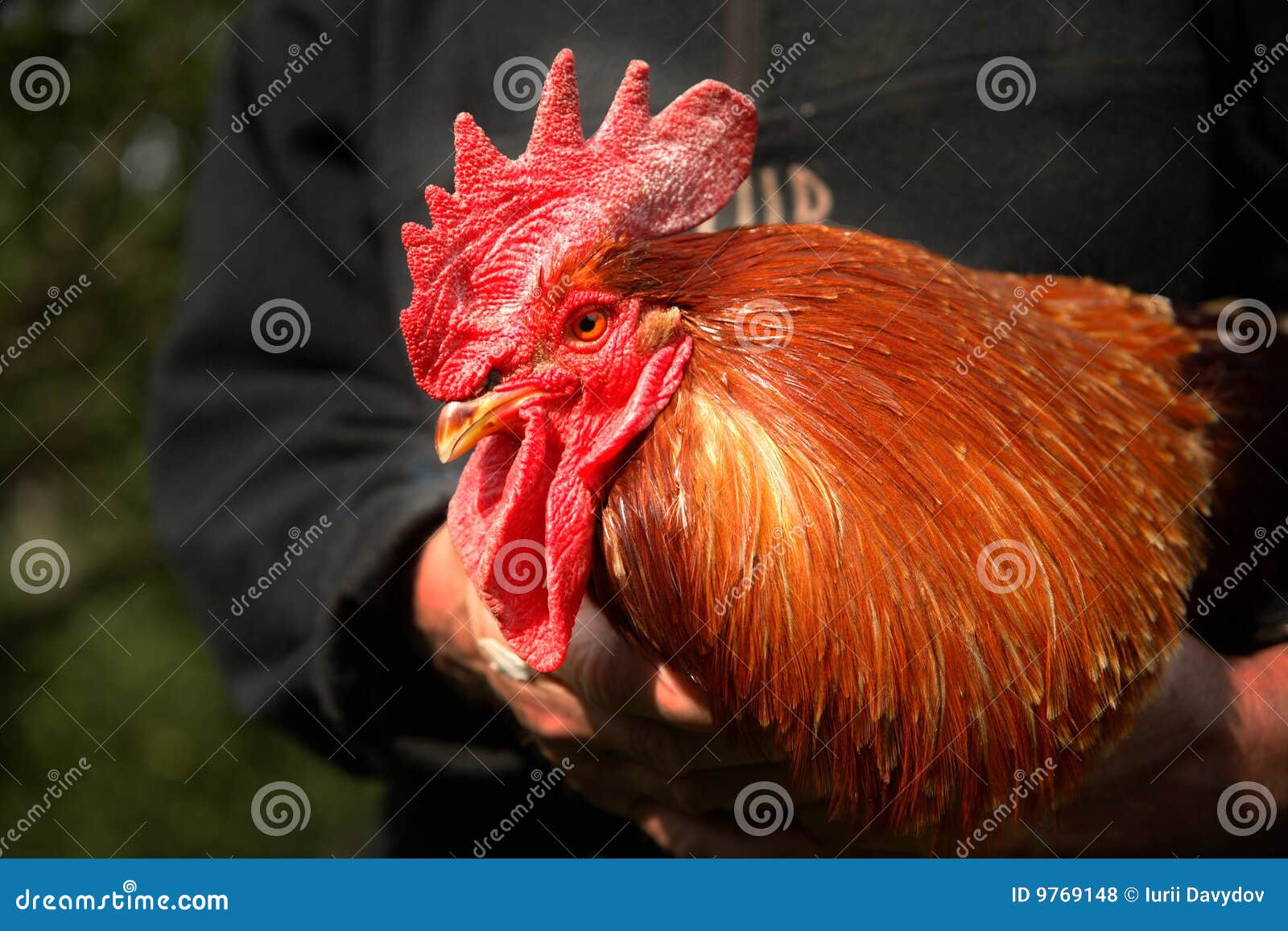 Rustic Rooster With A Red Tuft And White-gray Plumage Stock Photo ...