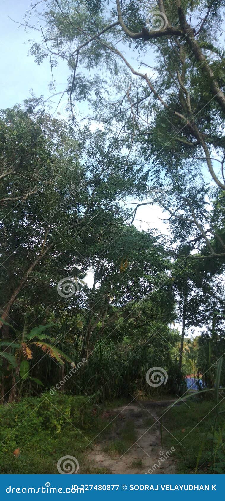 Beautiful village stock image. Image of forest, woodland - 227480877