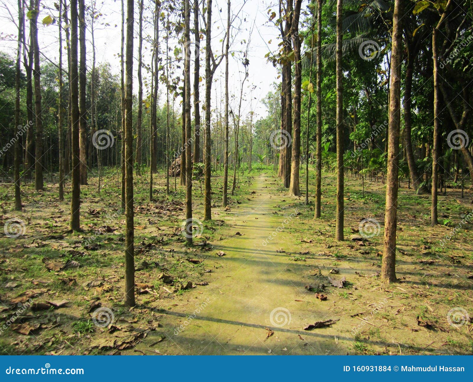 Beautiful Village Soil Road with Lots of Trees Stock Photo - Image of ...