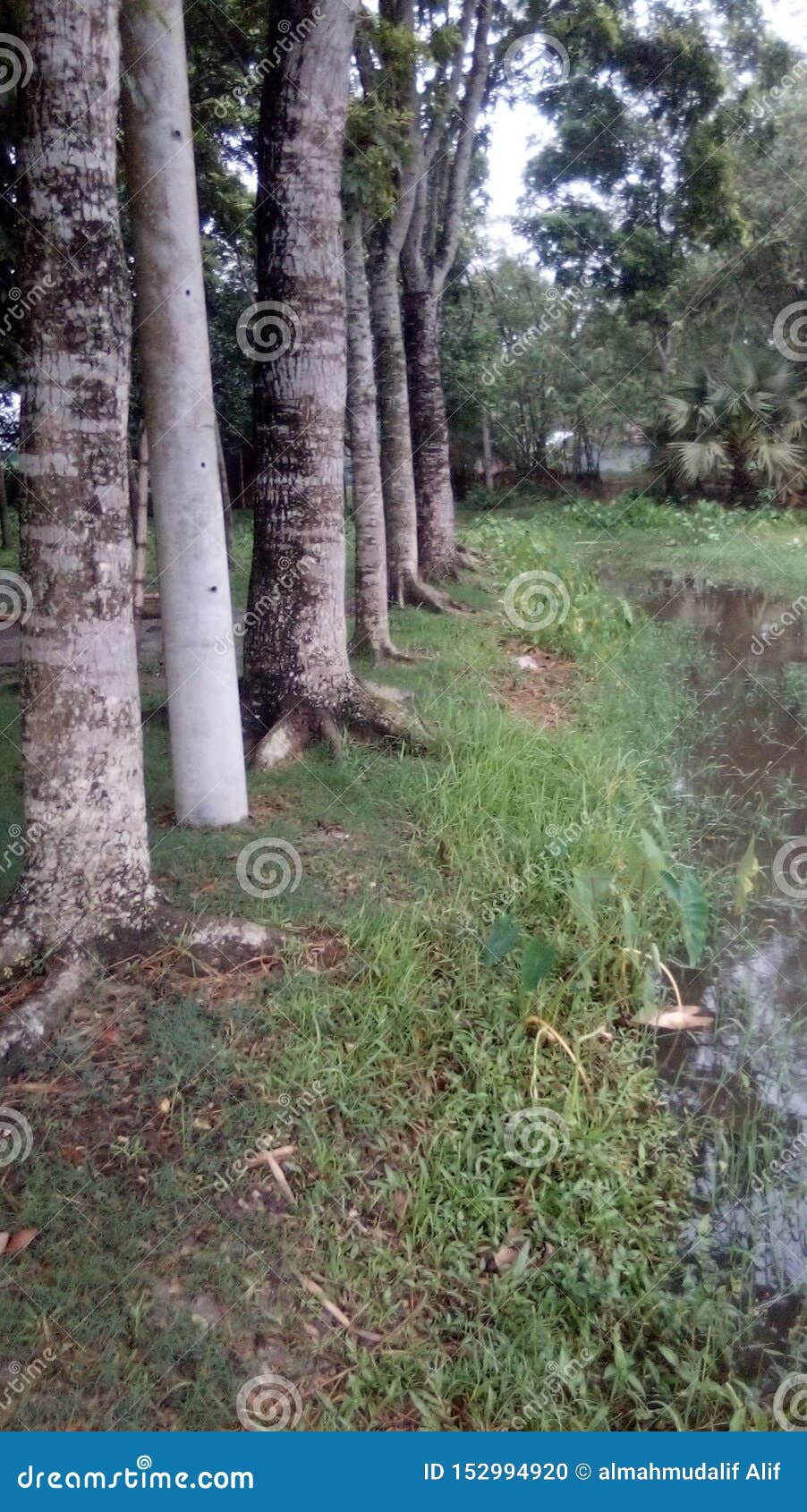 A Beautiful Village Tree Life Story Stock Photo - Image of village ...