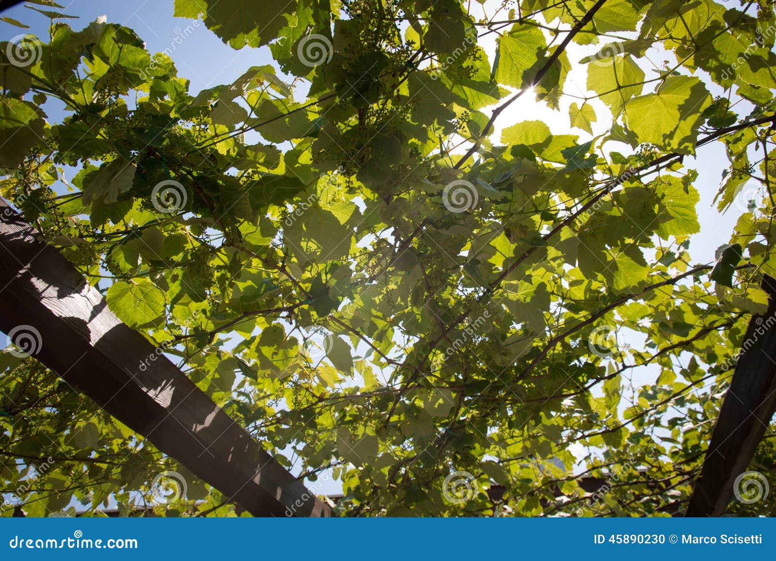 Beautiful vine creeper stock photo. Image of ornate, industry - 45890230