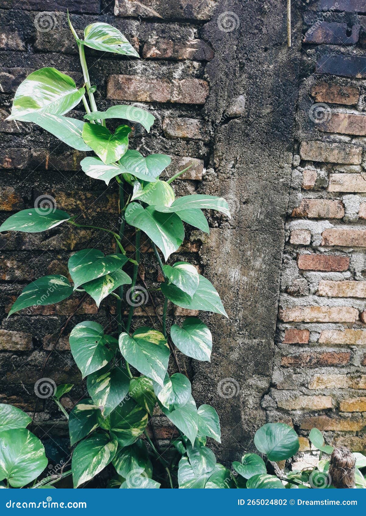 The Beautiful Vines in the Garden Stock Photo - Image of backyard ...