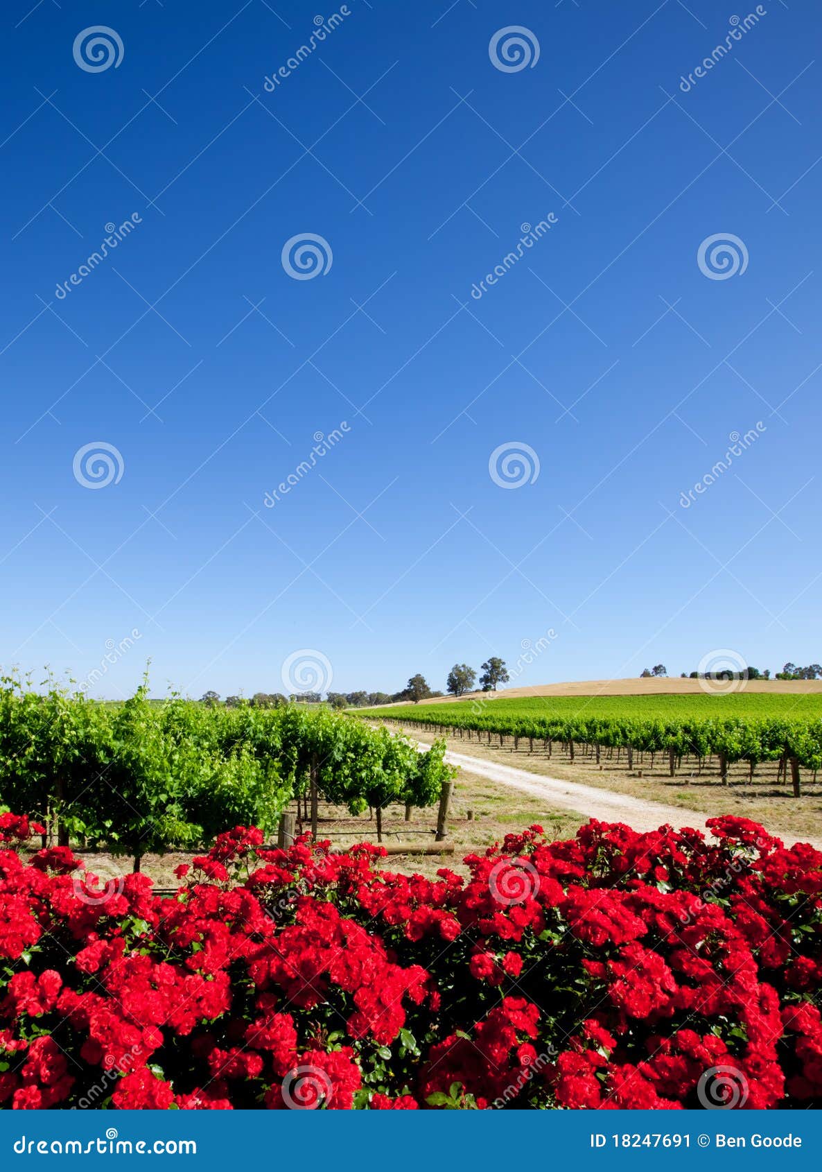 Beautiful Vineyard stock image. Image of winery, fruit - 18247691