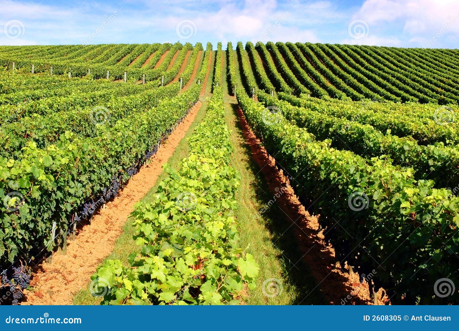 Beautiful vineyard stock image. Image of winery, north - 2608305