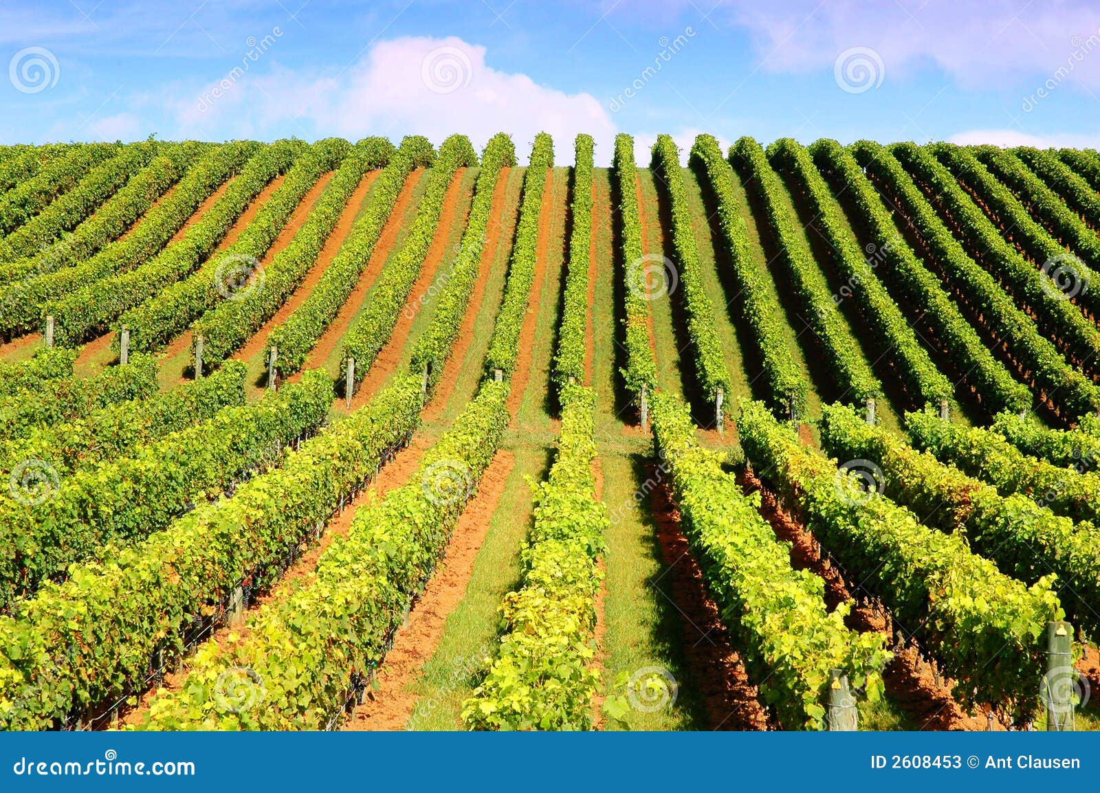 Beautiful vineyard stock image. Image of clouds, landscape - 2608453