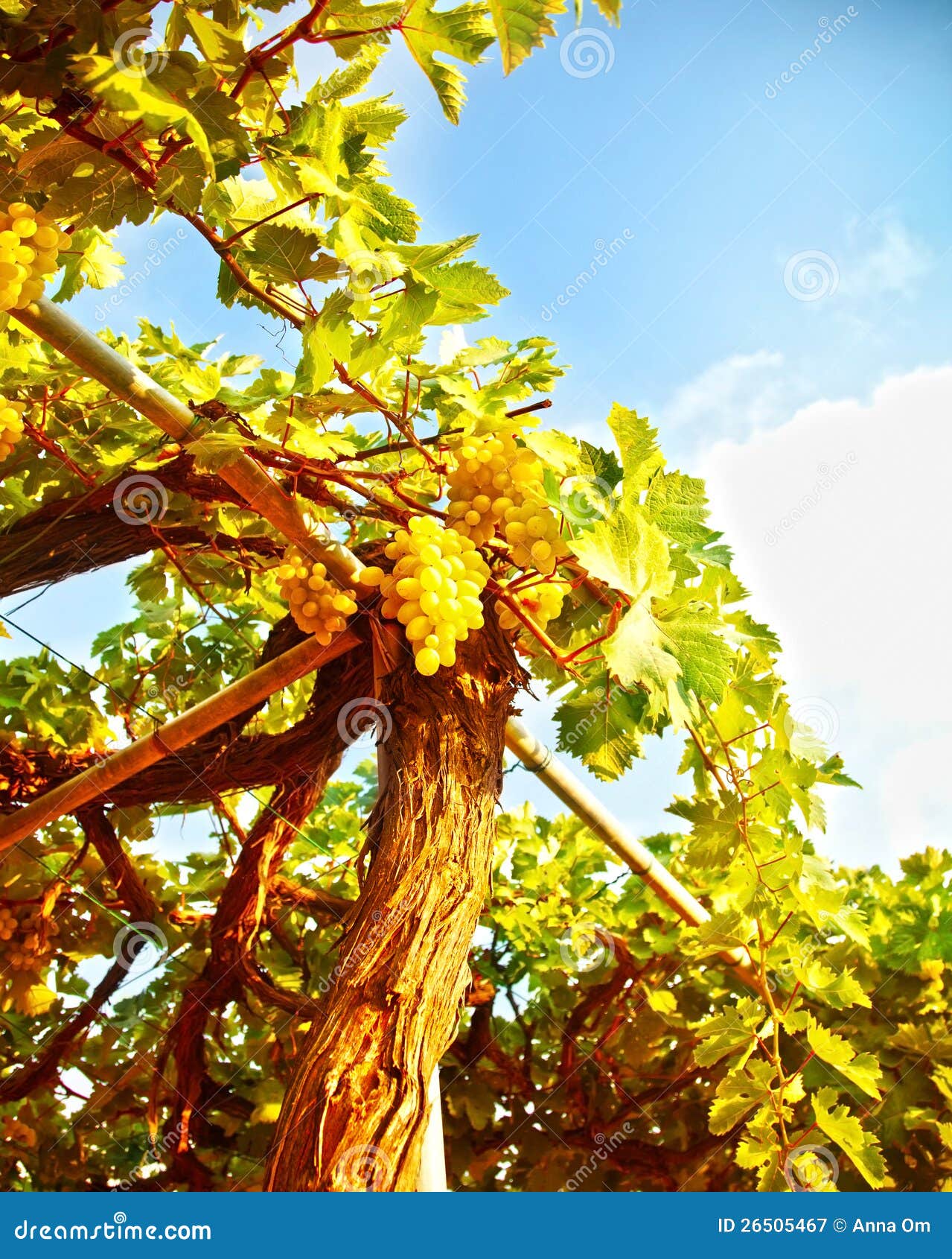 Beautiful vineyard stock image. Image of outdoors, fruit - 26505467