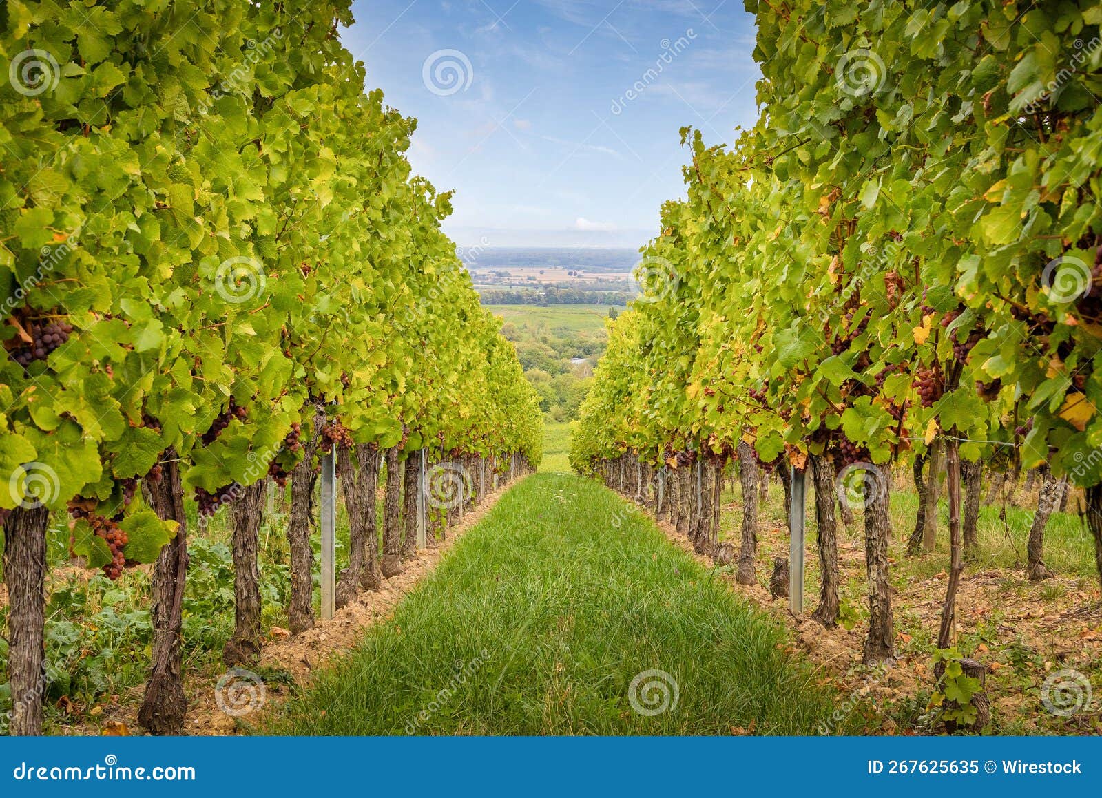 Beautiful Vineyard with Grapevine for Wine Production during the ...