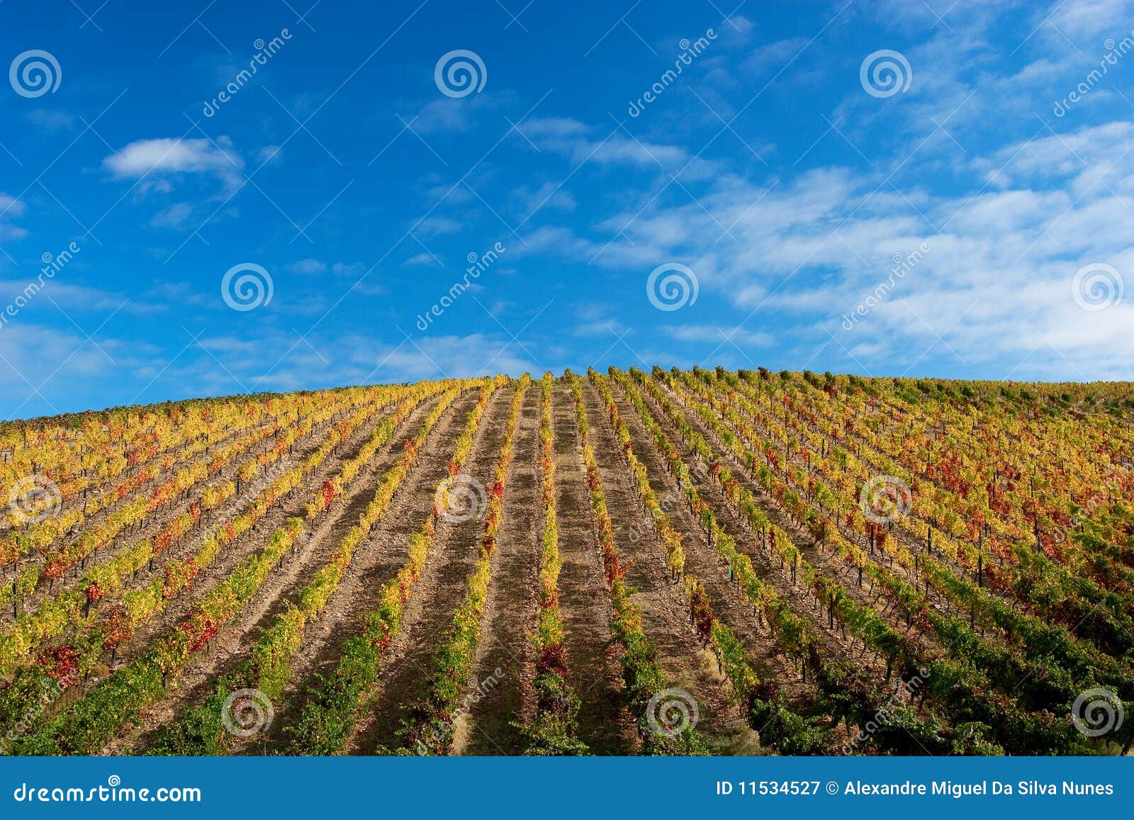 Beautiful Vineyard Landscape Stock Image - Image of dawn, nature: 11534527