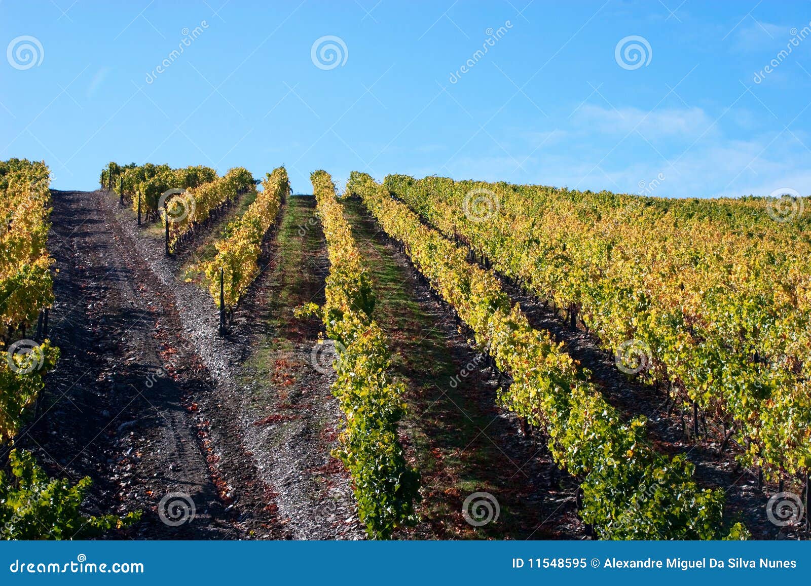 Beautiful Vineyard Landscape Stock Image - Image of field, countryside ...