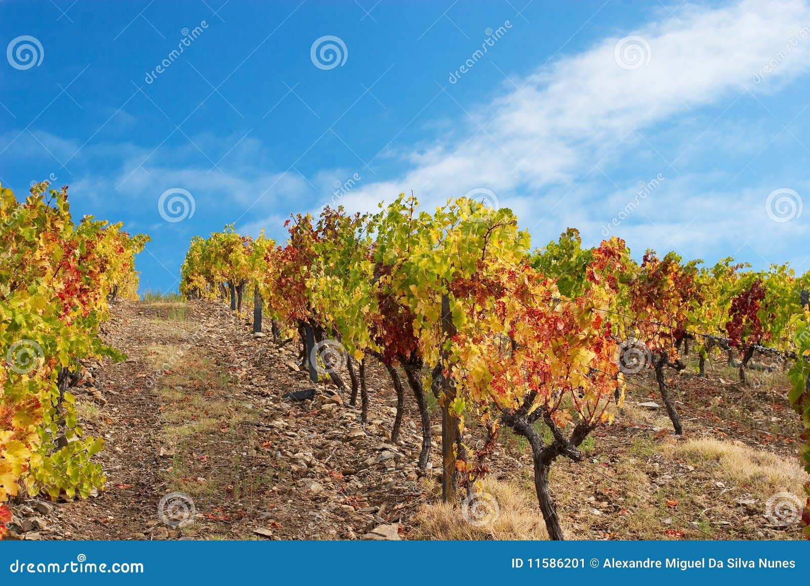 Beautiful Vineyard Landscape Stock Image - Image of meadow, dawn: 11586201