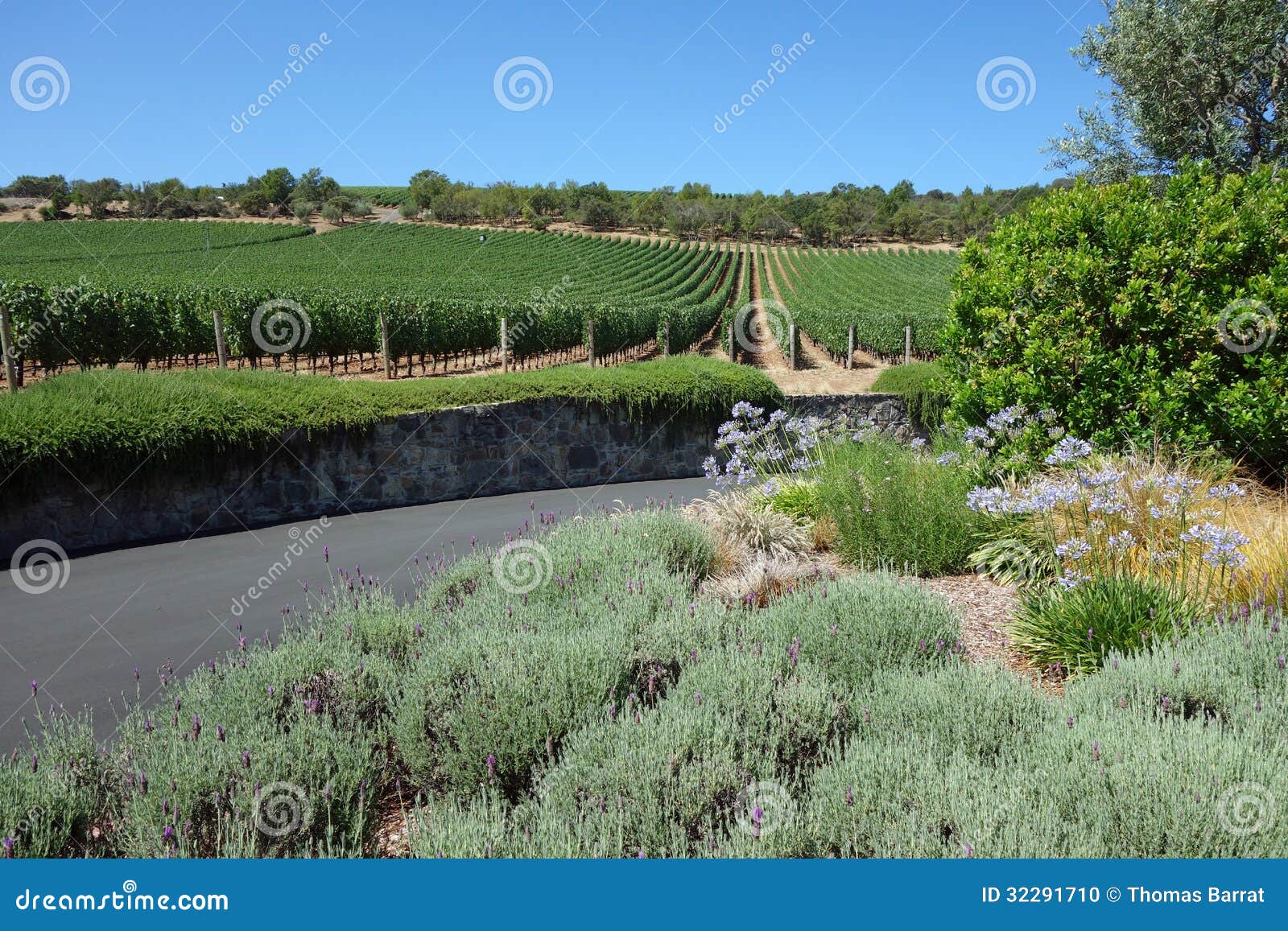 Beautiful Vineyard stock photo. Image of wine, hill, boating - 32291710