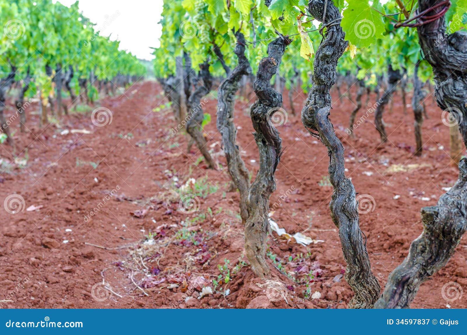 Beautiful vineyard stock image. Image of evening, viticulture - 34597837