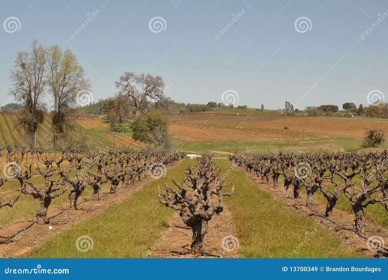 Beautiful Vineyard in Spring Stock Image - Image of tree, valley: 13700349