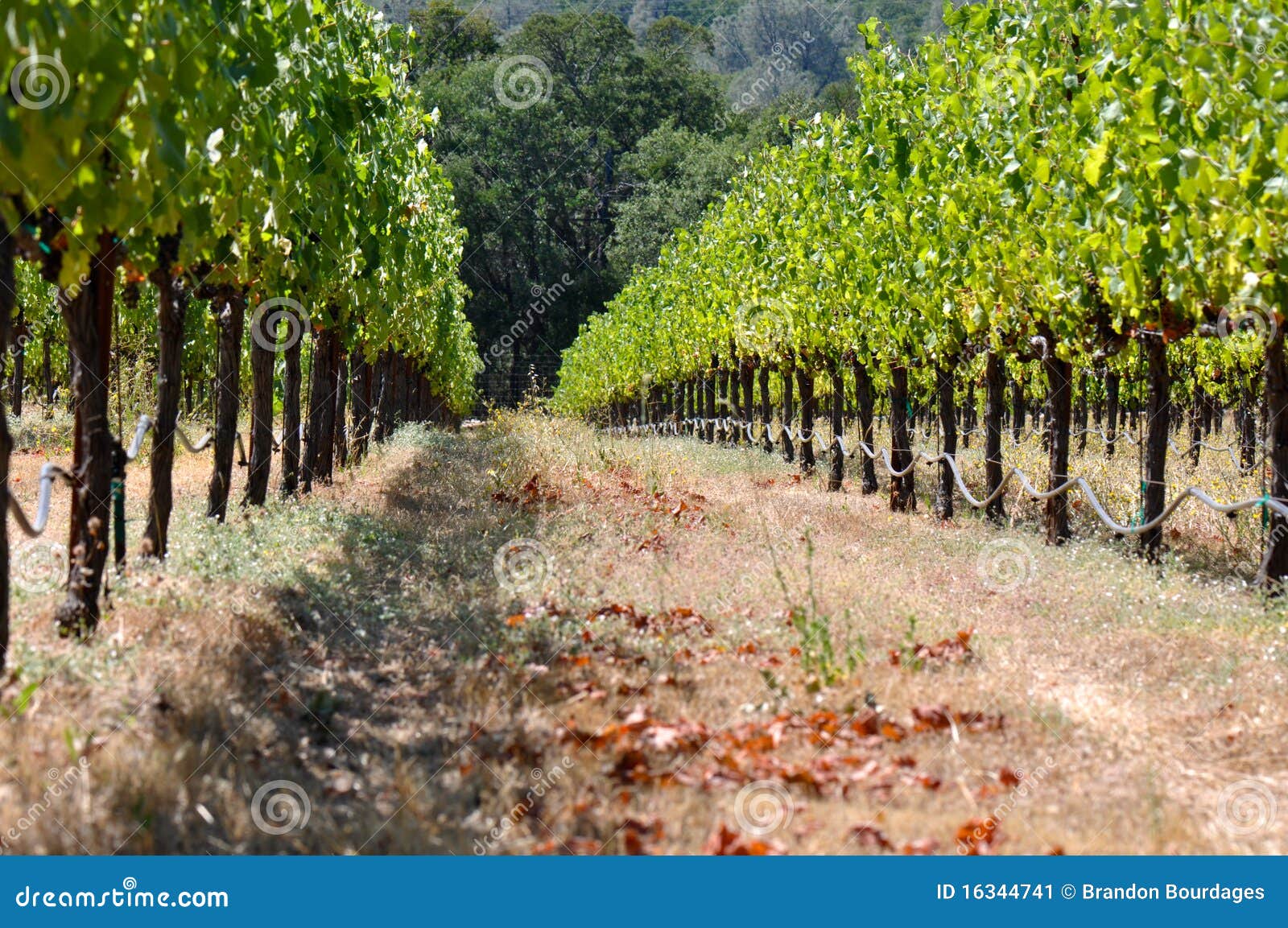 Beautiful Vineyard in Summer Stock Image - Image of rows, farm: 16344741