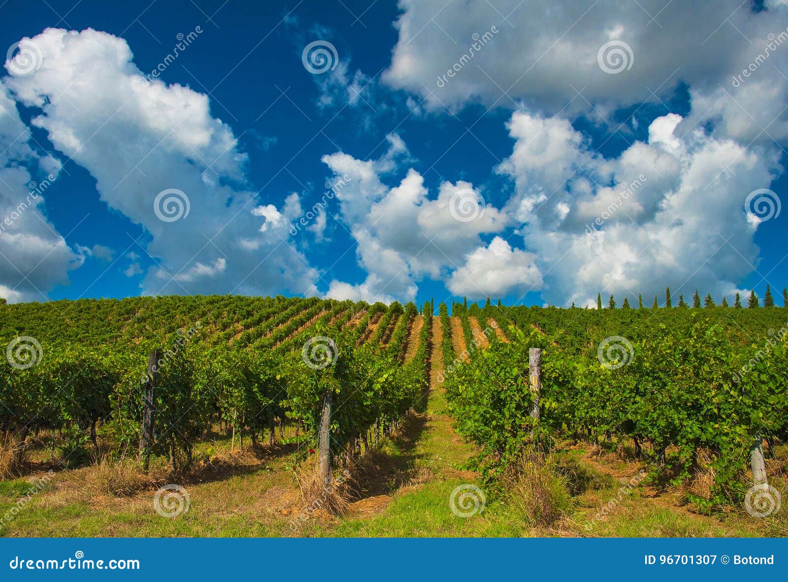 Beautiful Vineyard in Tuscany Stock Image - Image of farm, countryside ...