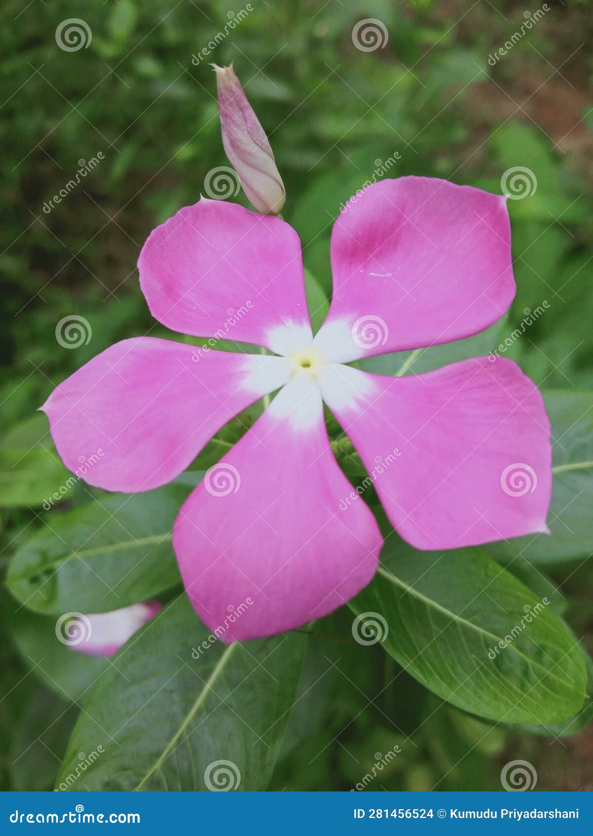 Beautiful Vinka Flower Sri Lanka Stock Photo - Image of lanka, vinka ...