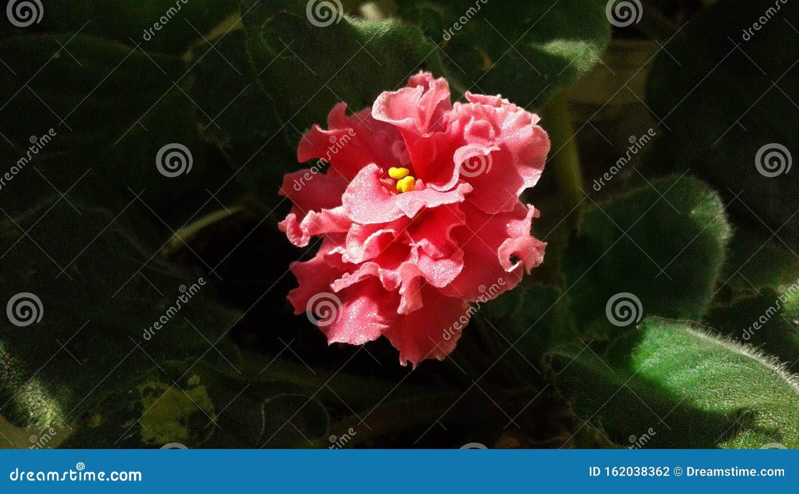 Beautiful viola flower stock photo. Image of viola, plants - 162038362