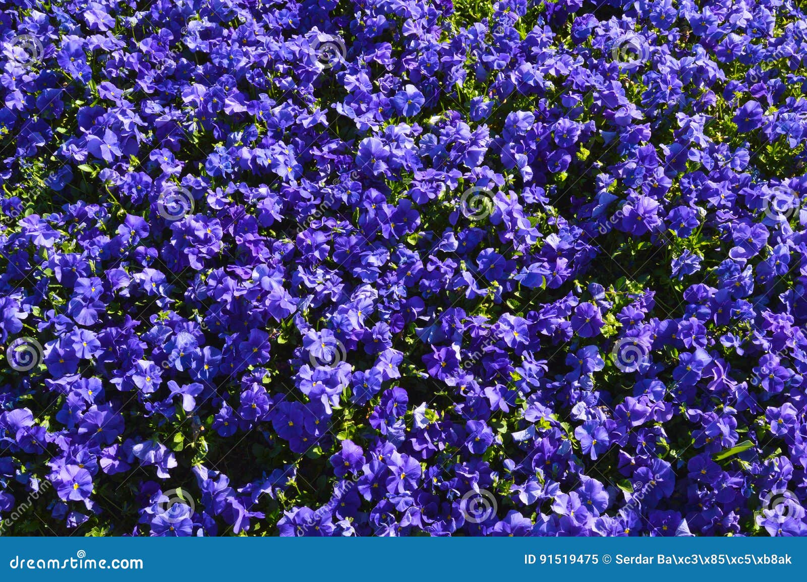 Beautiful viola flowers stock image. Image of blooming - 91519475