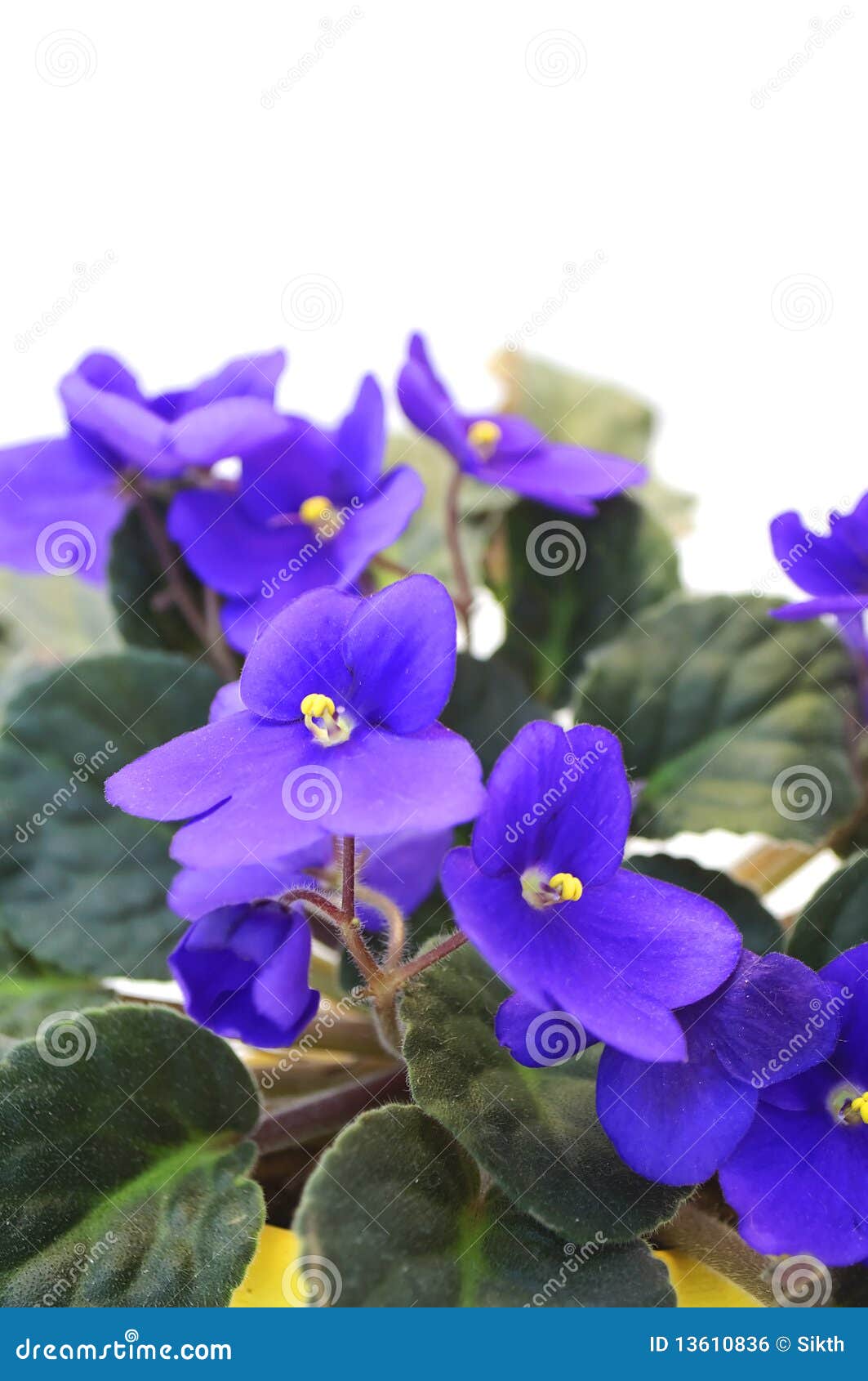 Beautiful Violet stock photo. Image of celebrate, blue - 13610836
